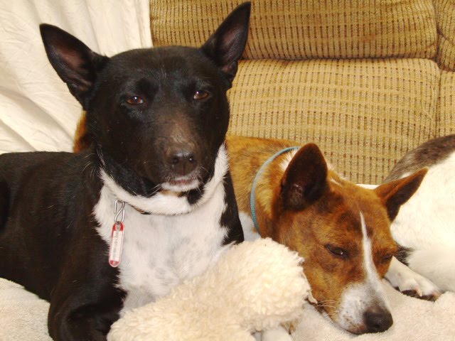 Are All Basenjis Such Cuddle Bugs