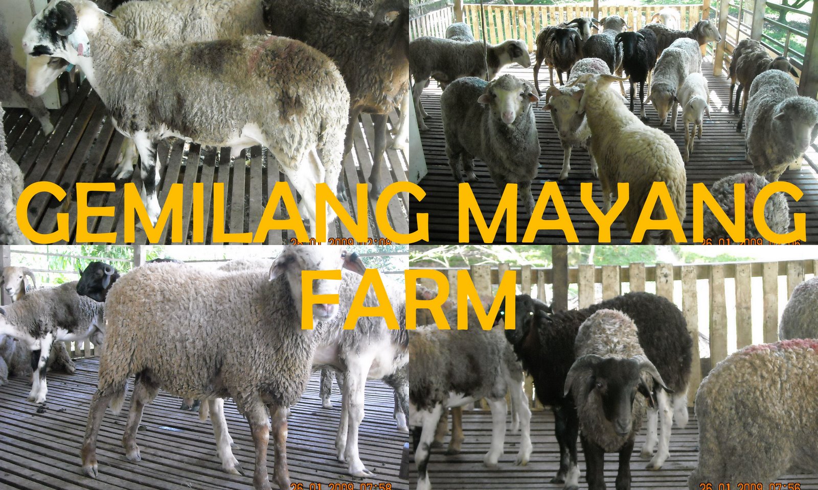 GEMILANG MAYANG FARM