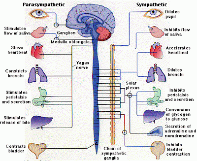 Human Cardiac and Respiratory System: The role of the nervous system in ...
