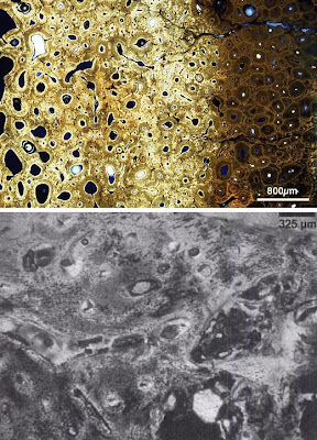 A FIELD OF MUD AND BONE: How to Get a Head in Paleontology