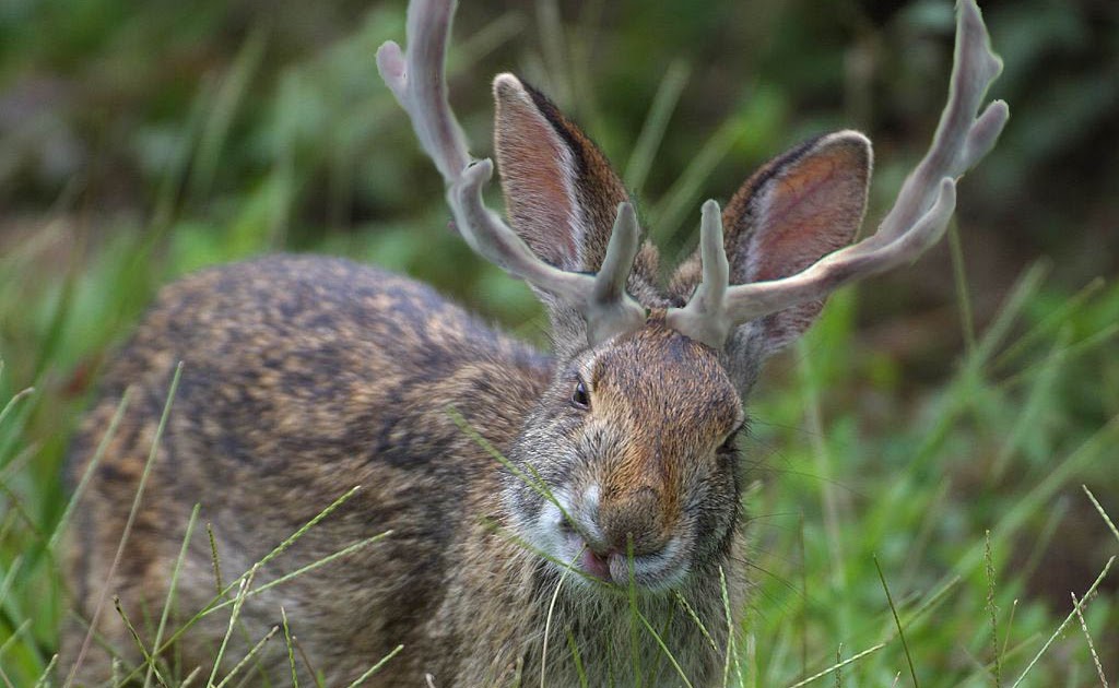 Vaughn Reynolds: The Jackalope Show