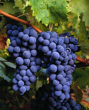 Tortilla Española: Uvas para comenzar el año