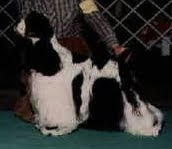 Nightingale Cockers - Brunswick, GA