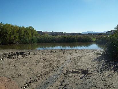 Suburban Homesteading: Nature Study -- A Dying Pond