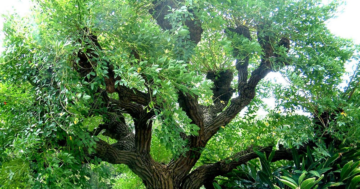 Las plantas y sus usos: Ceibo