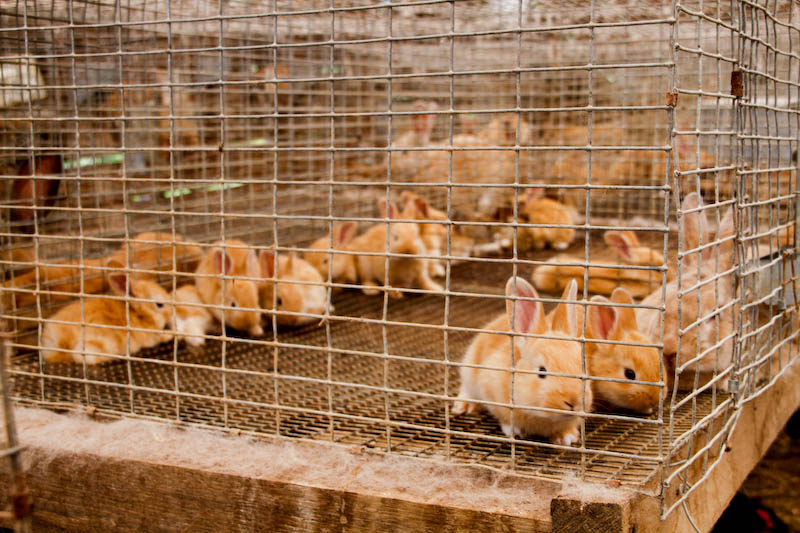 Growing the Growers Filming Trip: Rabbits