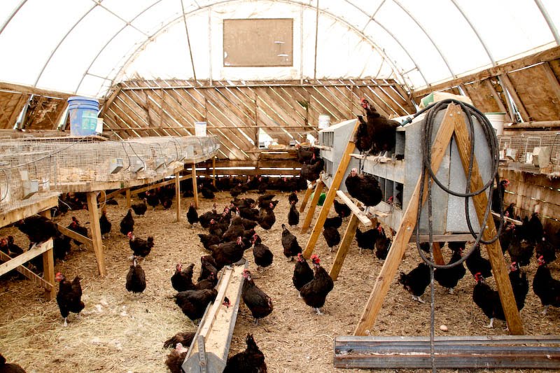 Growing the Growers Filming Trip: Rabbits