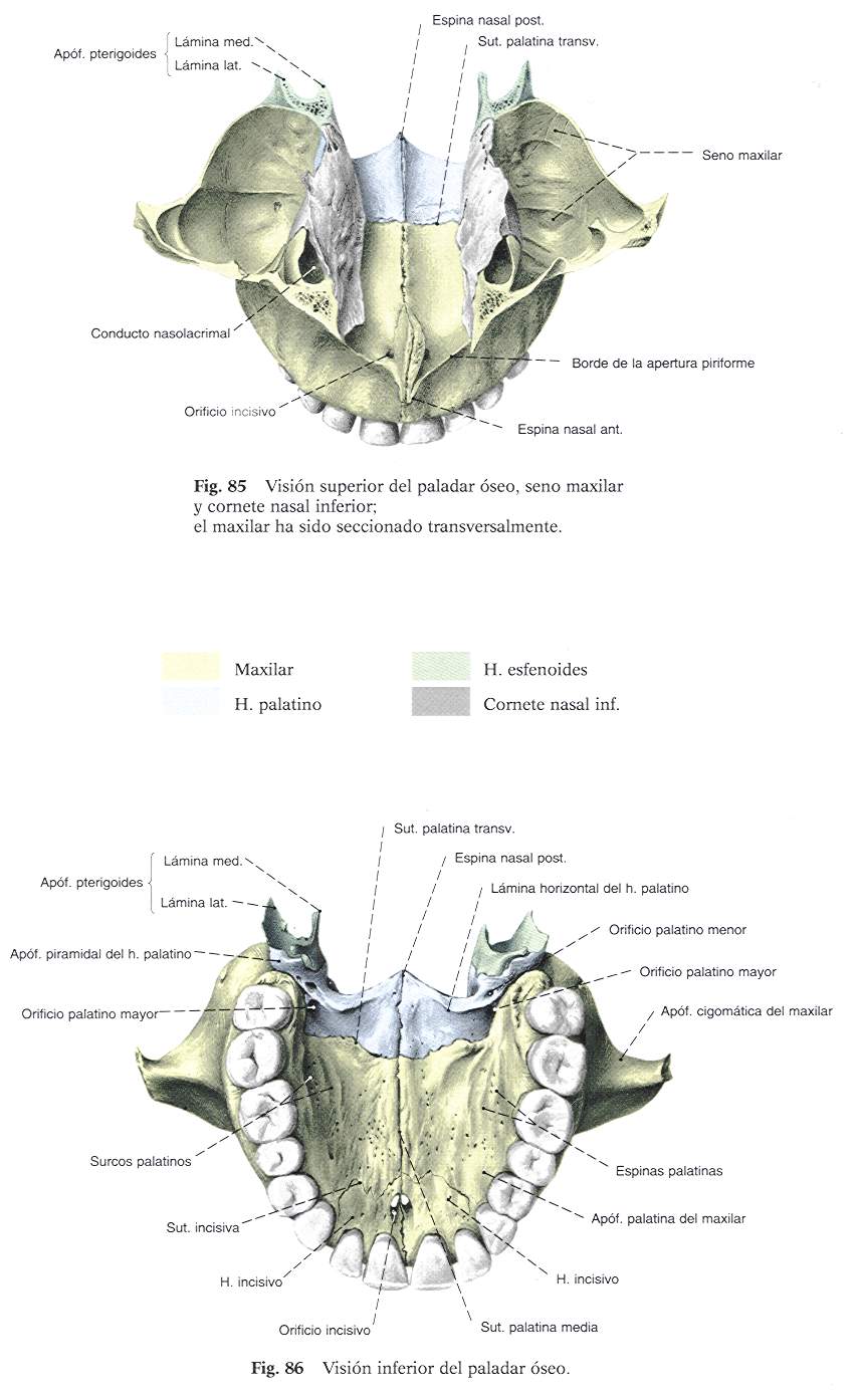 Maxilar; Maxila; Maxilar Superior
