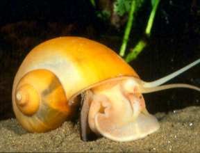 HA - A Blog by Sougata Chakraborty: Apple Snail - A welcome guest in ...