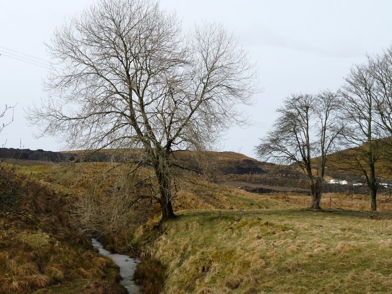 Boobook explores Europe: Muirkirk