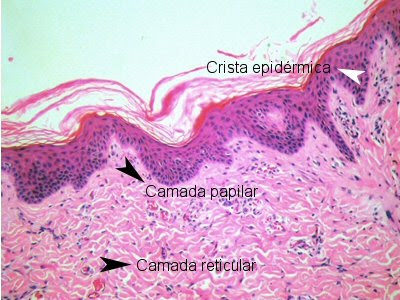Estética, Higiene e Saúde: Derme: camadas e funções