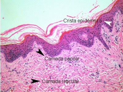 Estética, Higiene e Saúde: Derme: camadas e funções