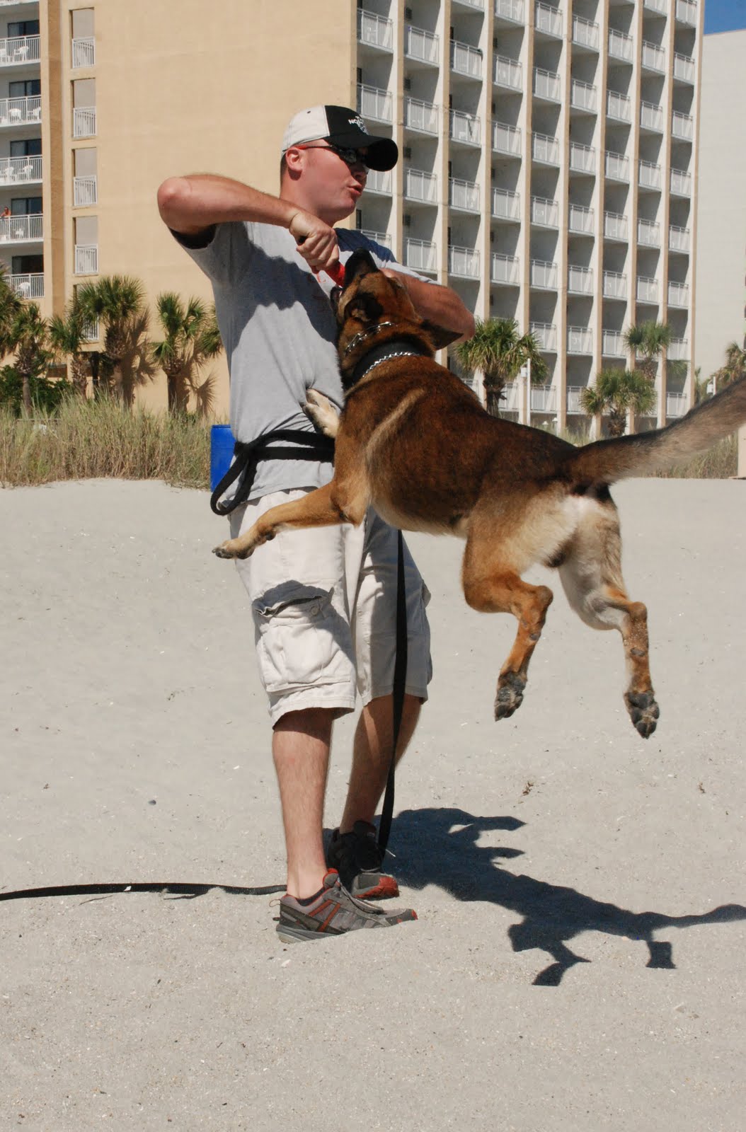 Greyhound Puppy Blog: Miles Wants To Be a Police Dog