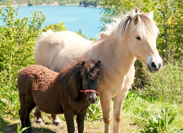 Hilltop House: My Little Pony