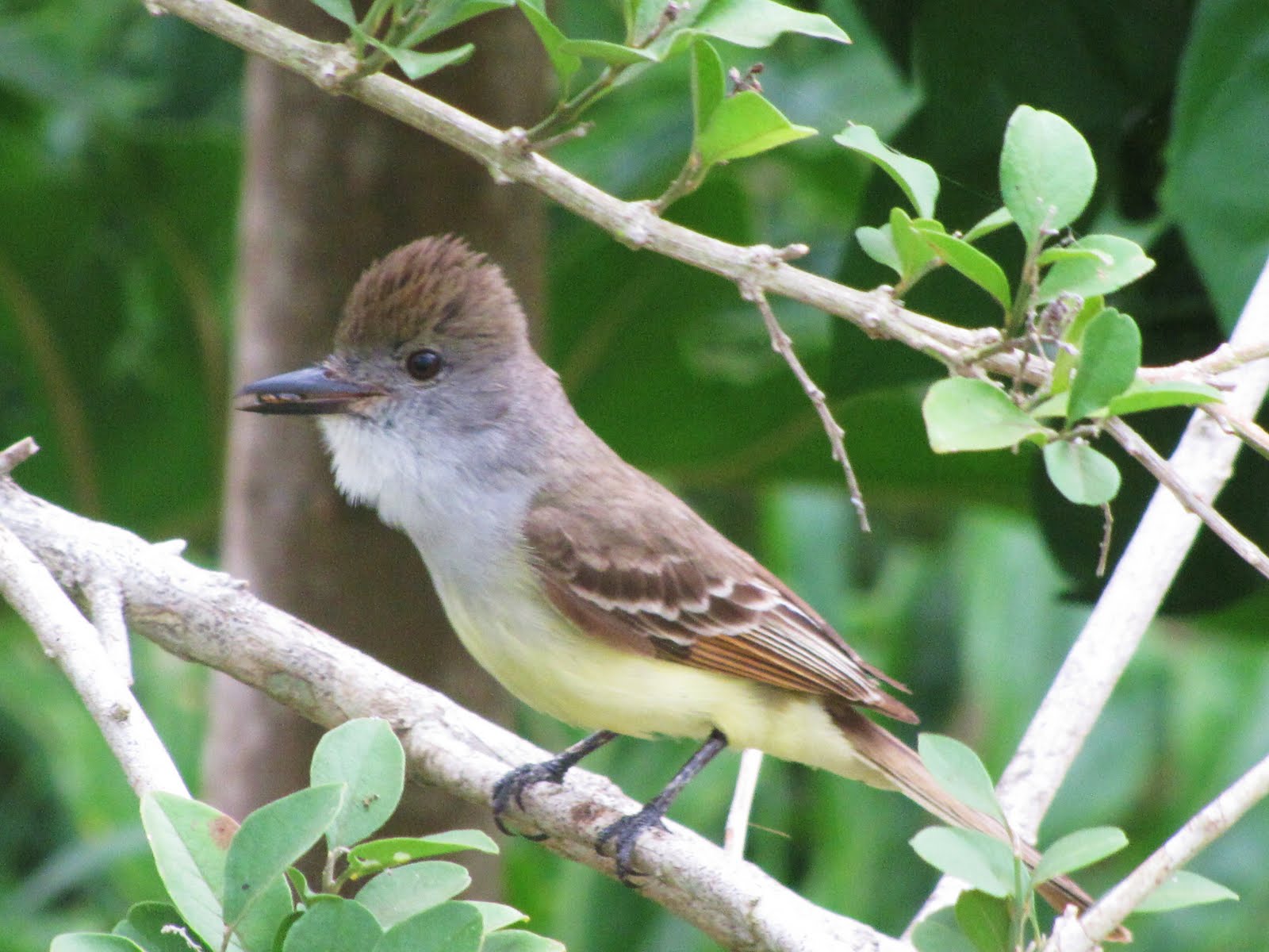 Arroyo Colorado Riverblog: Brown-crested Flycatchers: Let's Do Lunch