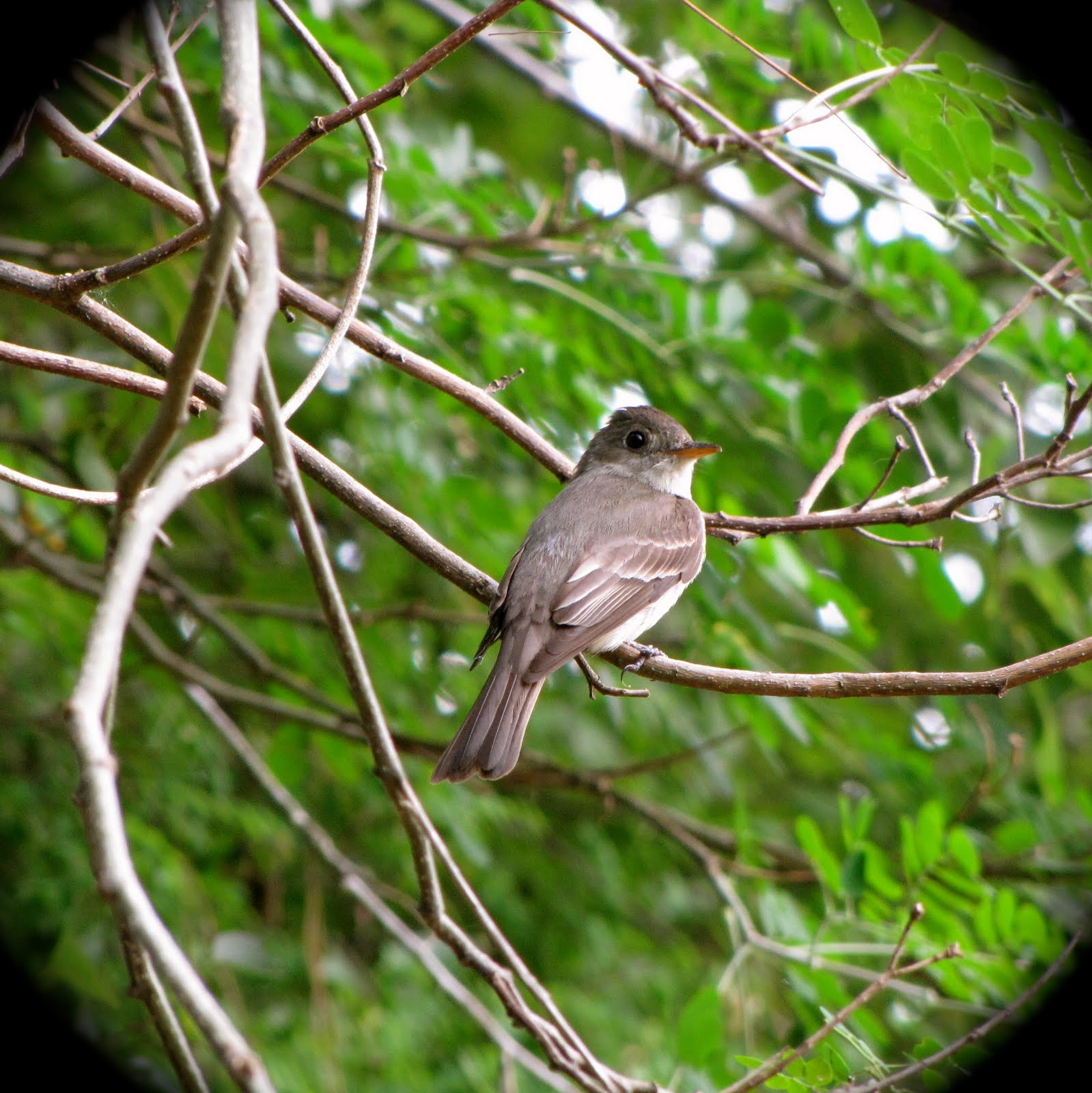 Arroyo Colorado Riverblog: Increase