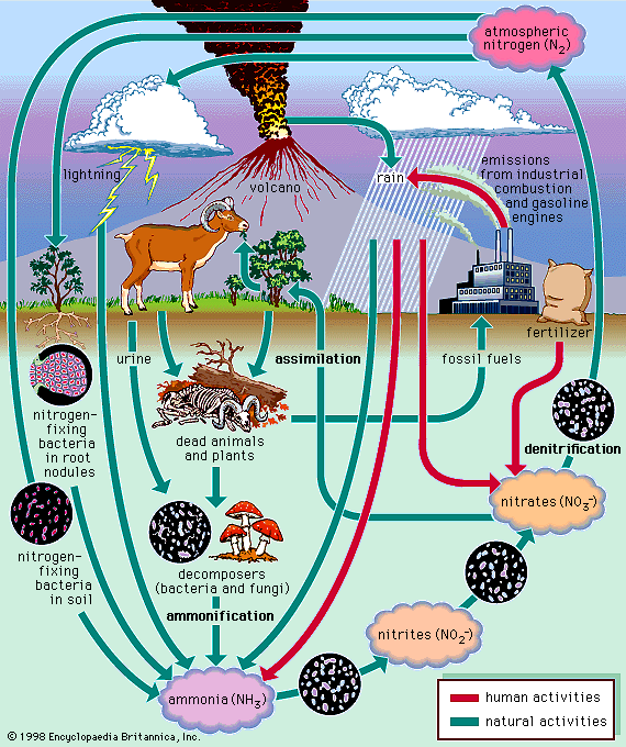 Mediterranean Forest For AP Bio: Biogeographical Cycles- 37°25'41.26"N ...