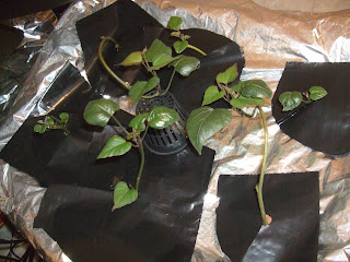 Aeroponic Sweet Potato Prototype: Day 30 Roots