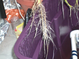 Aeroponic Sweet Potato Prototype: Day 30 Roots