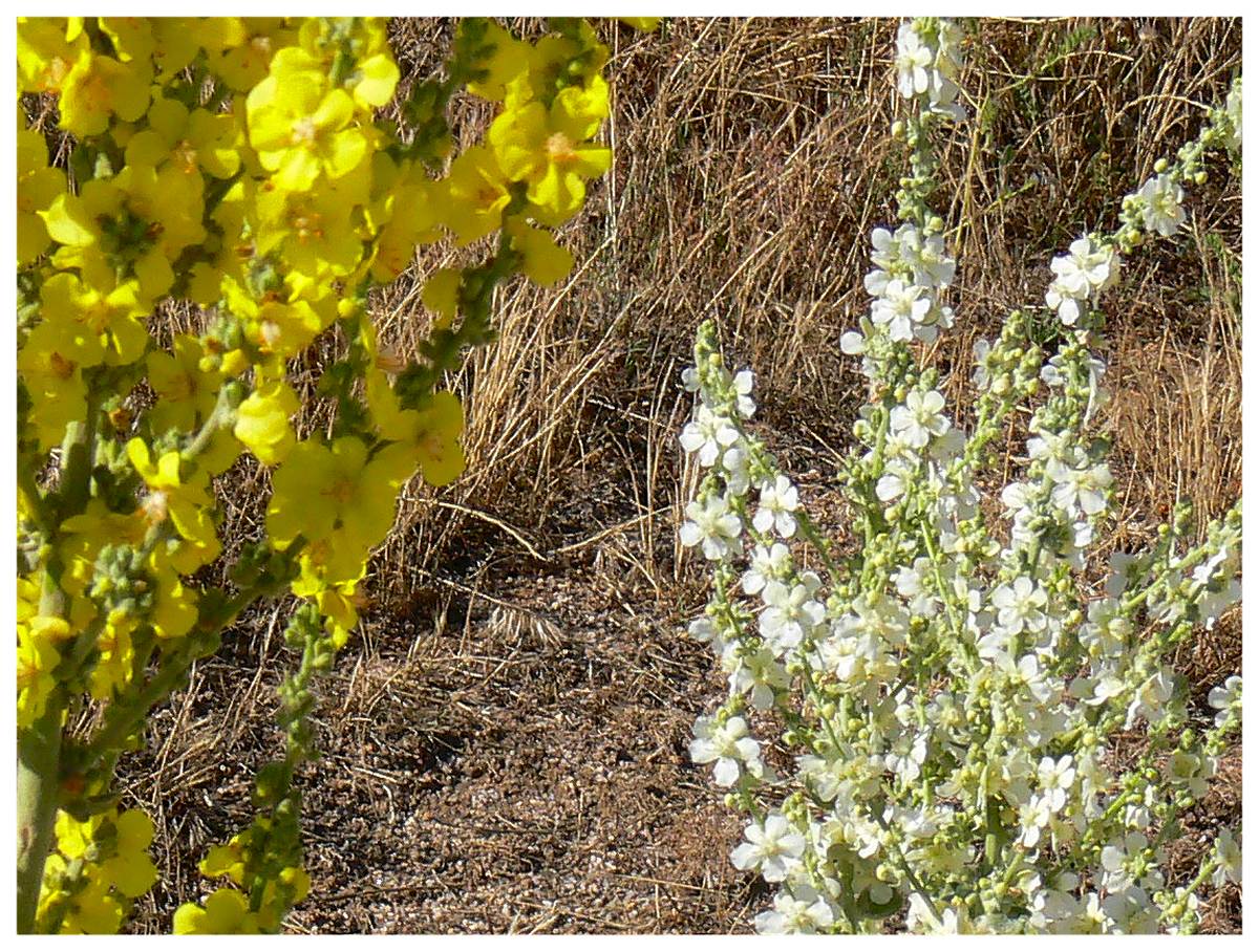 Tierra charra: Un gordolobo "blanco"