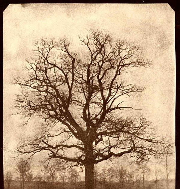 Data Deluge: Fox Talbots Oak Tree