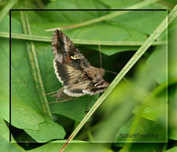 NatureFootsteps Fjärilar / Butterflies: Gammafly - Autographa gamma ...