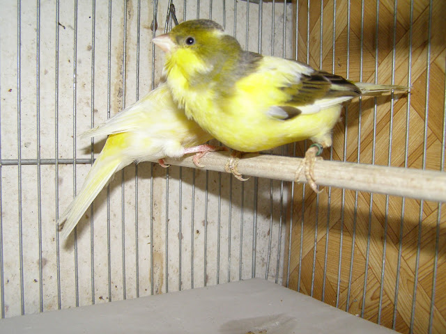 Cria de Canarios en Costa Rica