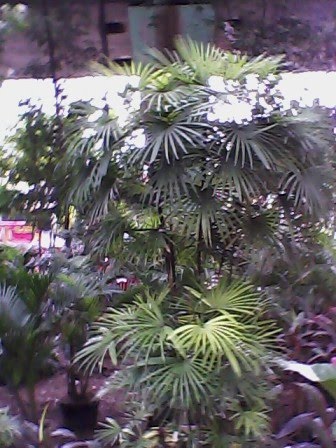 Sentra Tanaman Hias Graha Raya Bintaro: Aneka Jenis Pohon Palem Waregu