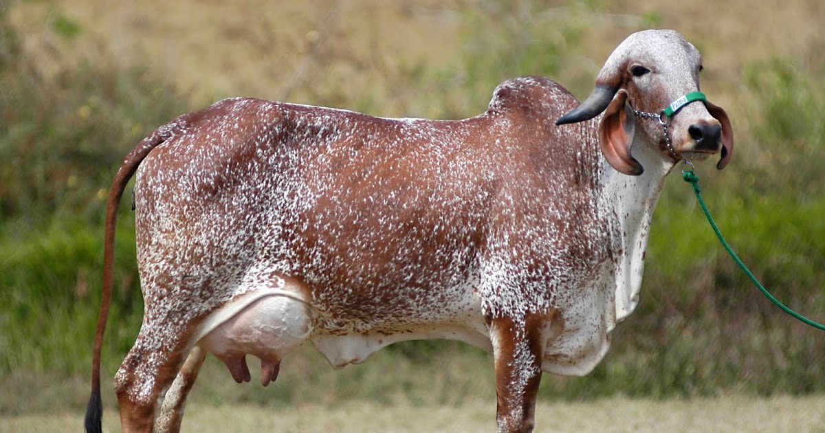 Escuela de medicina veterinaria y zootecnia.: GYR. (BOS INDICUS)