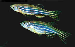 sick zebra danio?? | Aquarium Advice Forum Community