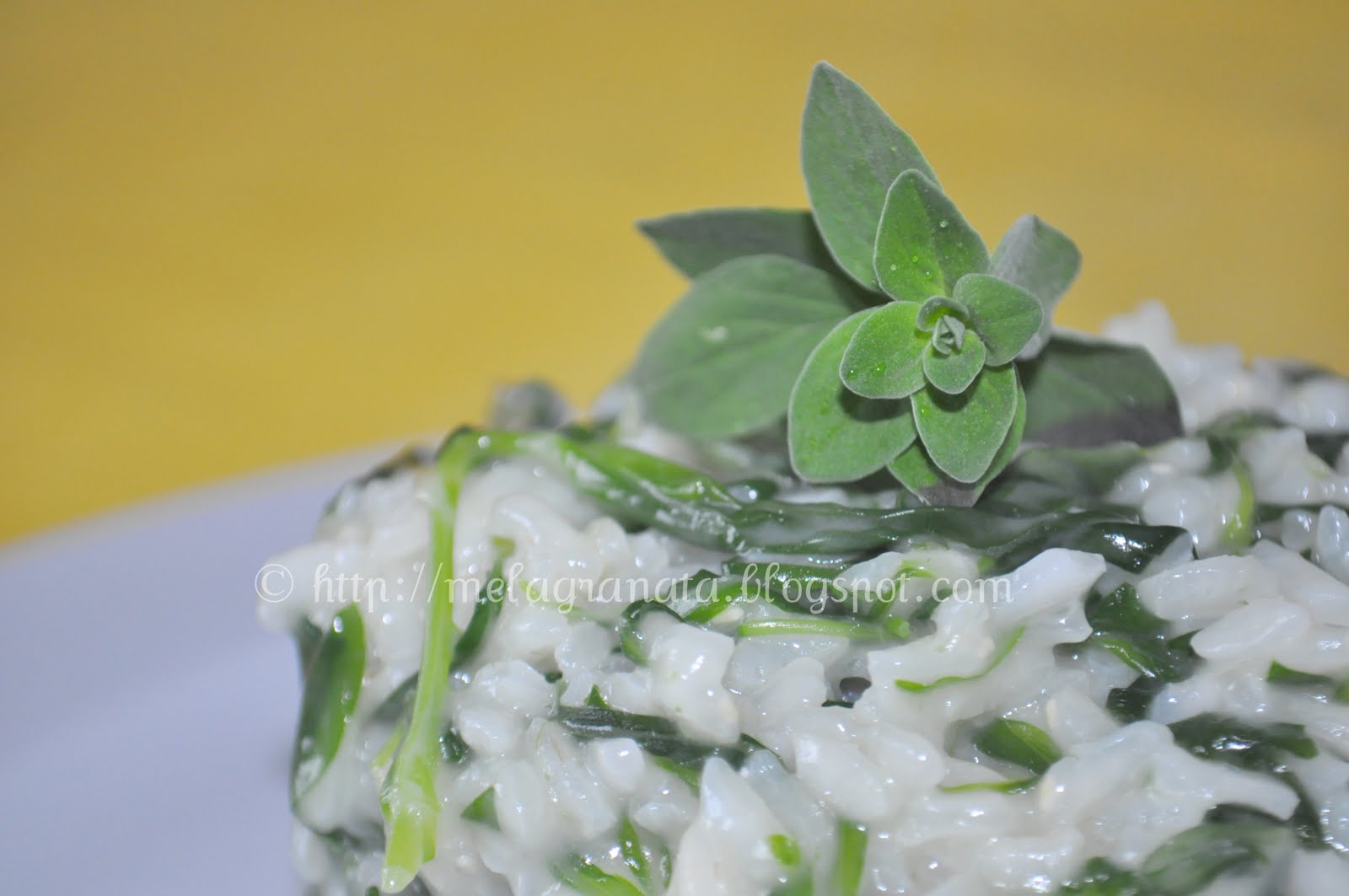 Risotto della Luna, con erba Selene | La Melagranata