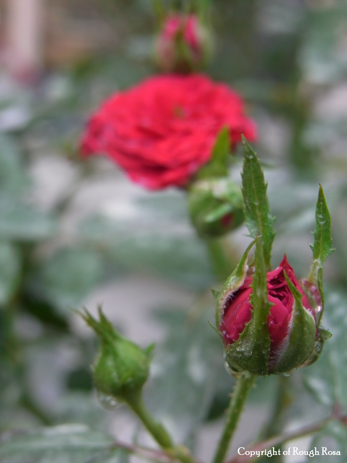 Rosa Sifu - Si Pencinta Bunga Mawar: Ku tanam pokok bunga, bunga mawar ...