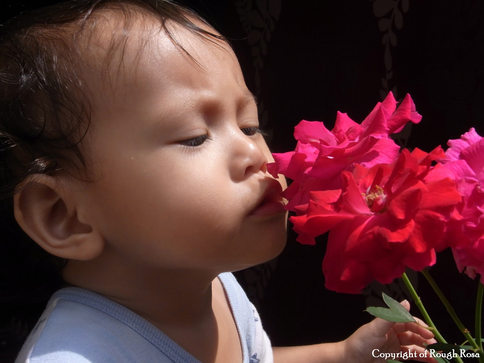 Rosa Sifu - Si Pencinta Bunga Mawar: Roses for kids?