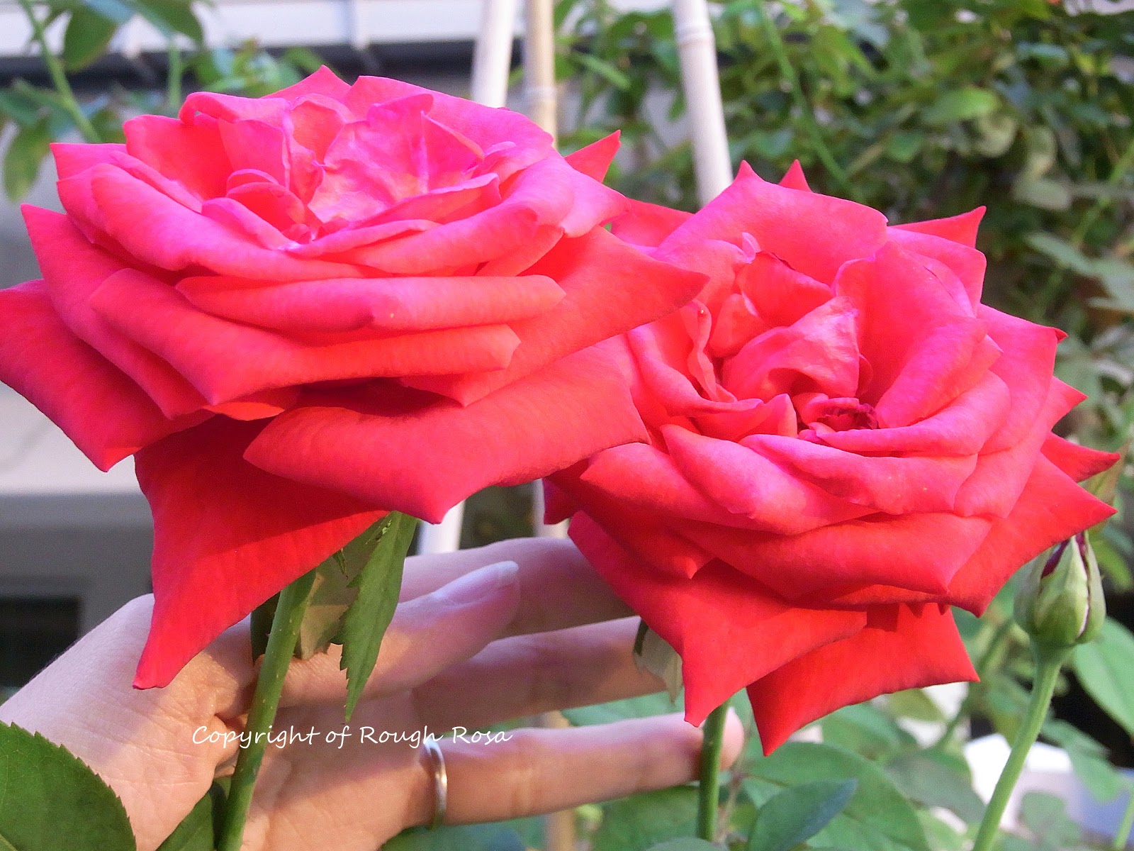 Rosa Sifu - Si Pencinta Bunga Mawar: Red roses... red roses...