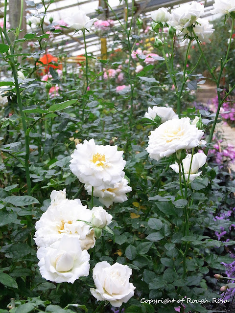 Rosa Sifu - Si Pencinta Bunga Mawar: Rose Valley at Cameron Highlands