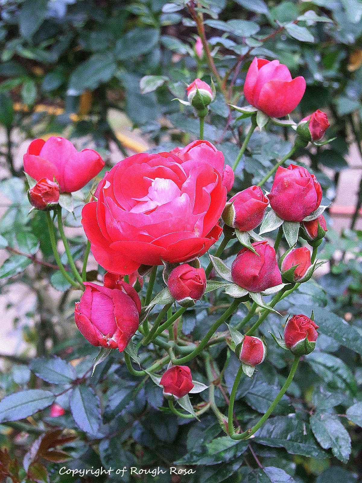 Rosa Sifu - Si Pencinta Bunga Mawar: Rose Valley at Cameron Highlands