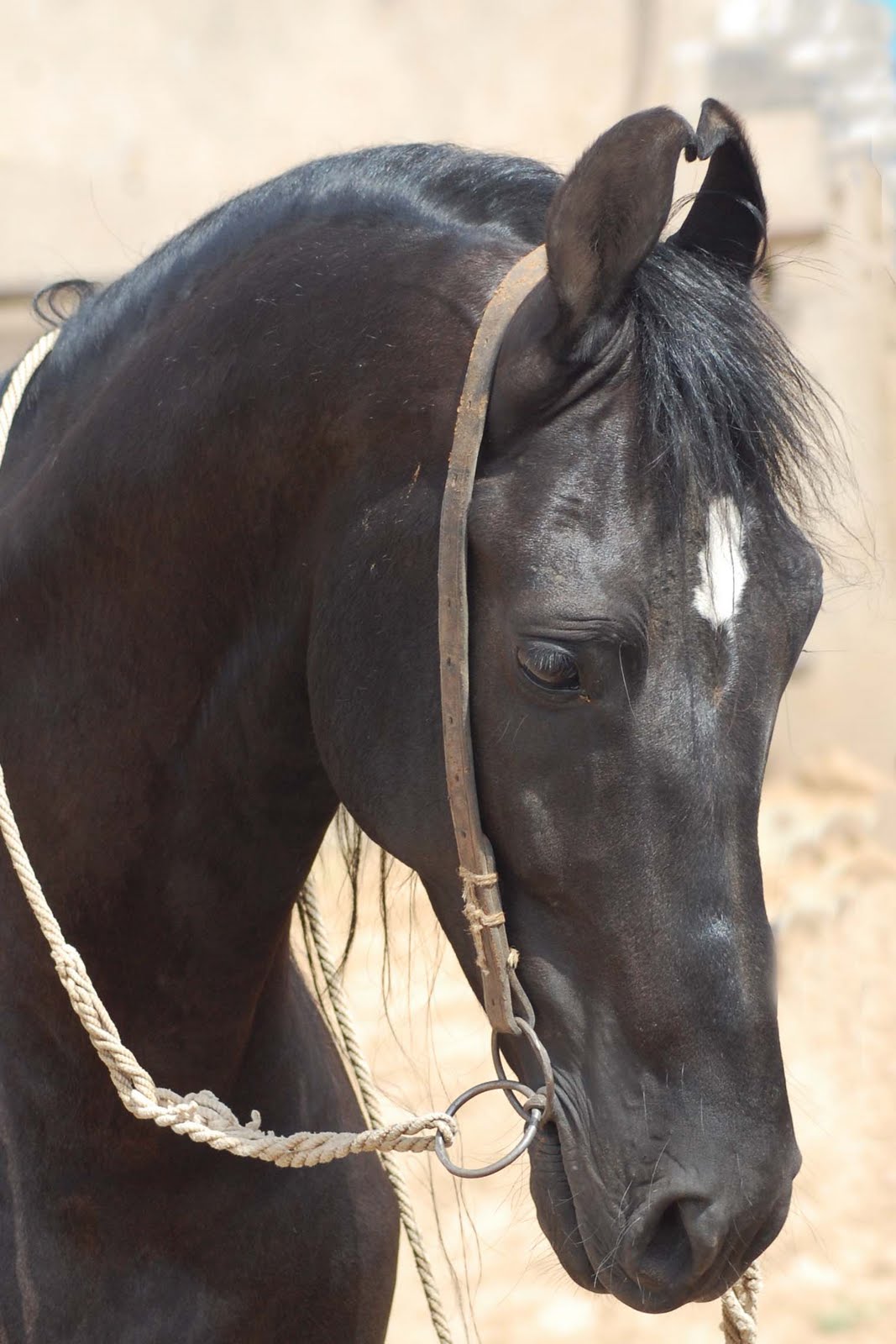 Marwari Kathiawari Horse | Marwari horses, Horses, Kathiyawadi horse