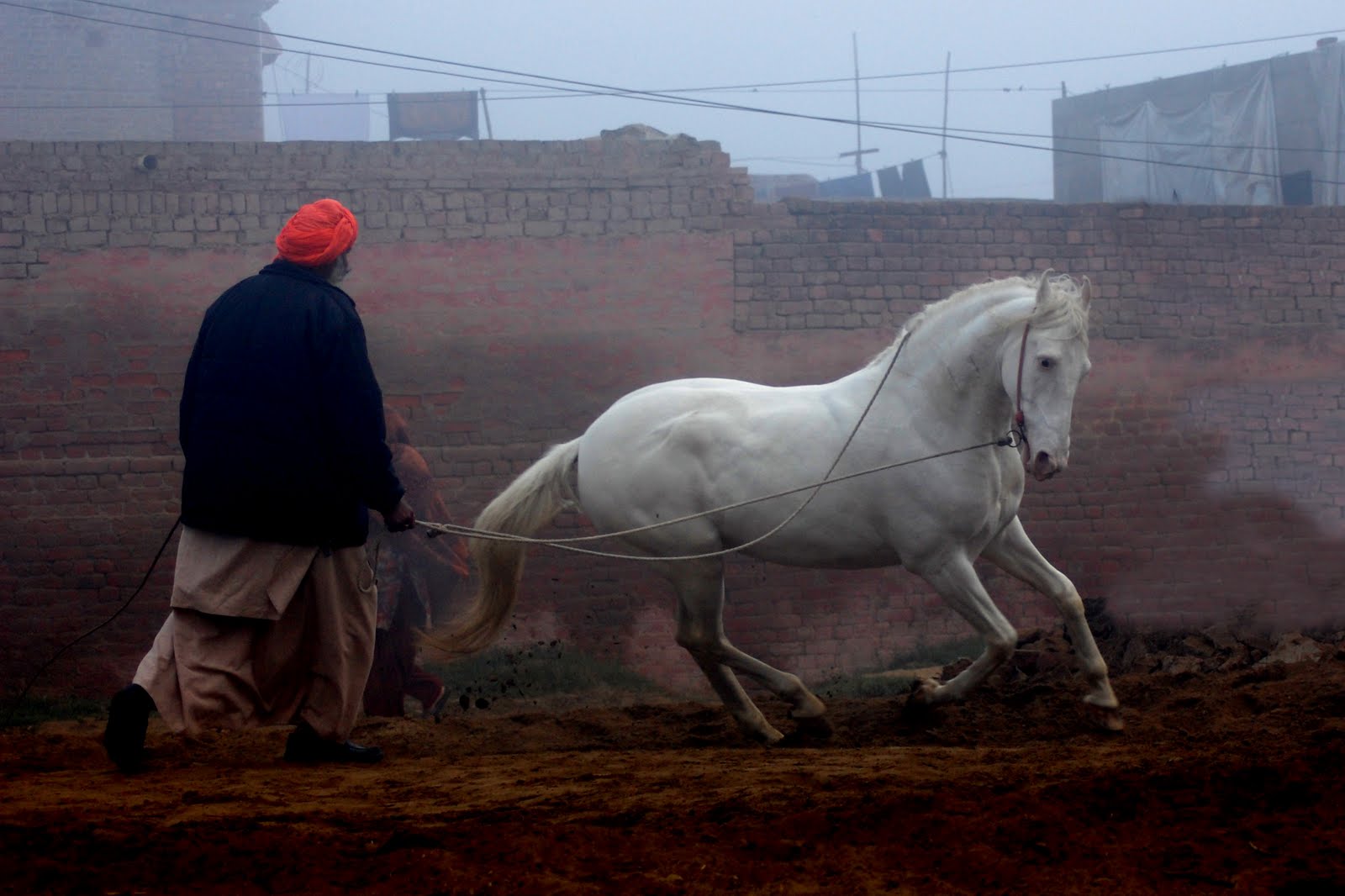 Marwari horse (indigenous horses of india)