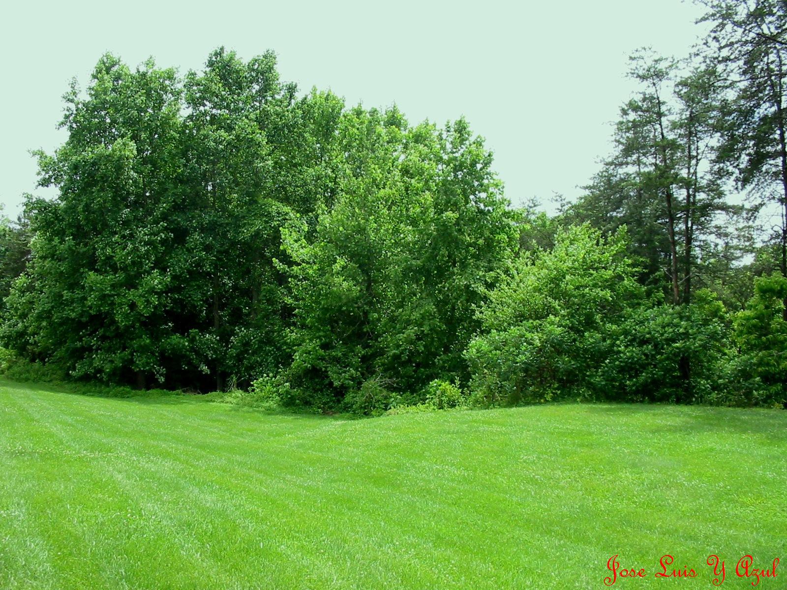 DWAPS: Naturaleza verde