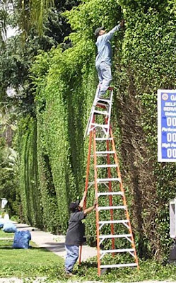 Ridiculous extension ladder ~ UNUSUAL THINGs