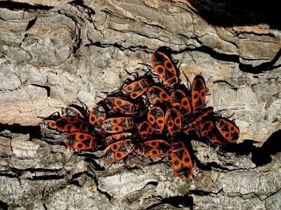 7 Bizarre Bugs with Human Faces ~ Somethin Bizarre