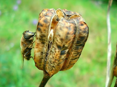 Amazing and Awesome Camouflage Insect ~ Somethin Bizarre