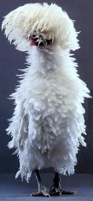 WEIRD NEWS: Weird and Strange Chicken