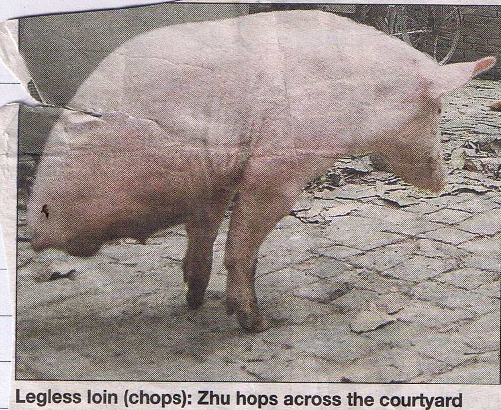 Miss Moore's Day Book: The brave pig, weird stuff for kids