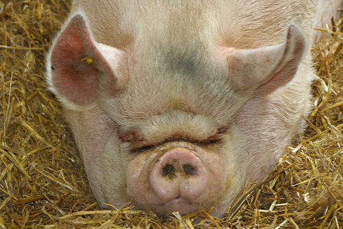 Little Piggy PIF *DONE* | TheShaveDen