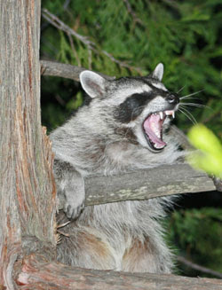 Mean Ugly Raccoon Pictures | Ugly Pets