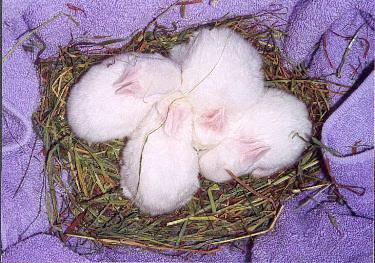 Cute Small Baby Rabbits | Baby Animal Pictures