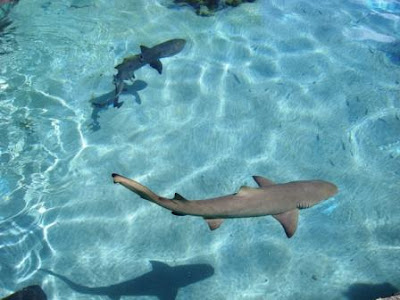 Cute Small Baby Sharks | Baby Animal Pictures