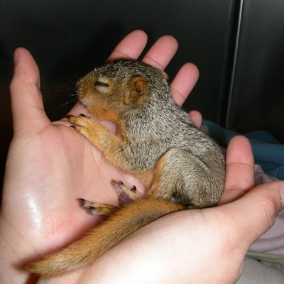 Cute Tiny Baby Squirrels | Baby Animal Pictures