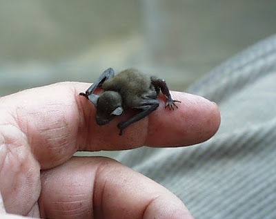 Cute Tiny Baby Bat Images | Baby Animal Pictures